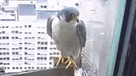 EarthCam - Bird Cams